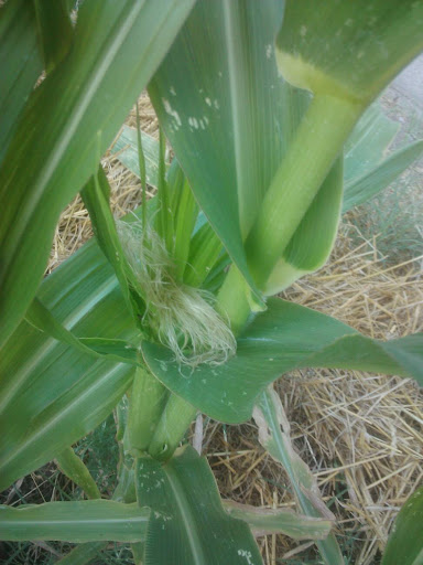 Farming in the Desert: Corn!